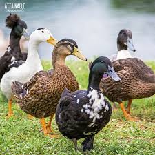 100% Duck Products – Orderpetfood.co.uk