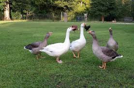 100% Goose Products – Orderpetfood.co.uk